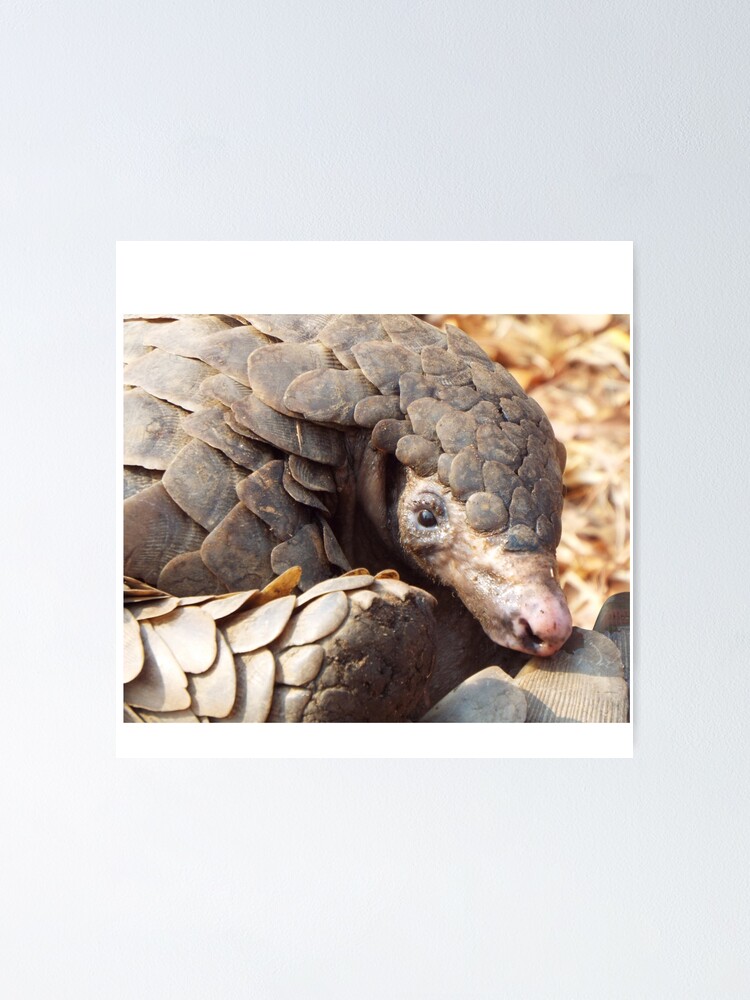 " pangolin lover, save the pangolins, endangered pangolin- pangolin ...