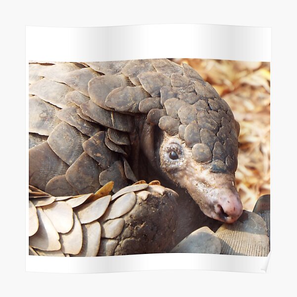 " pangolin lover, save the pangolins, endangered pangolin- pangolin ...