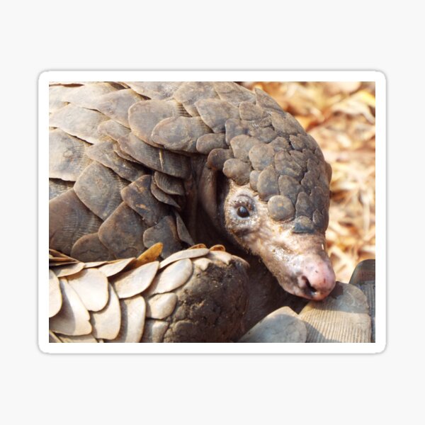 Pangolin 2 Sticker Vintage Graphic Pangolin Sunda Pangolin Gift ...