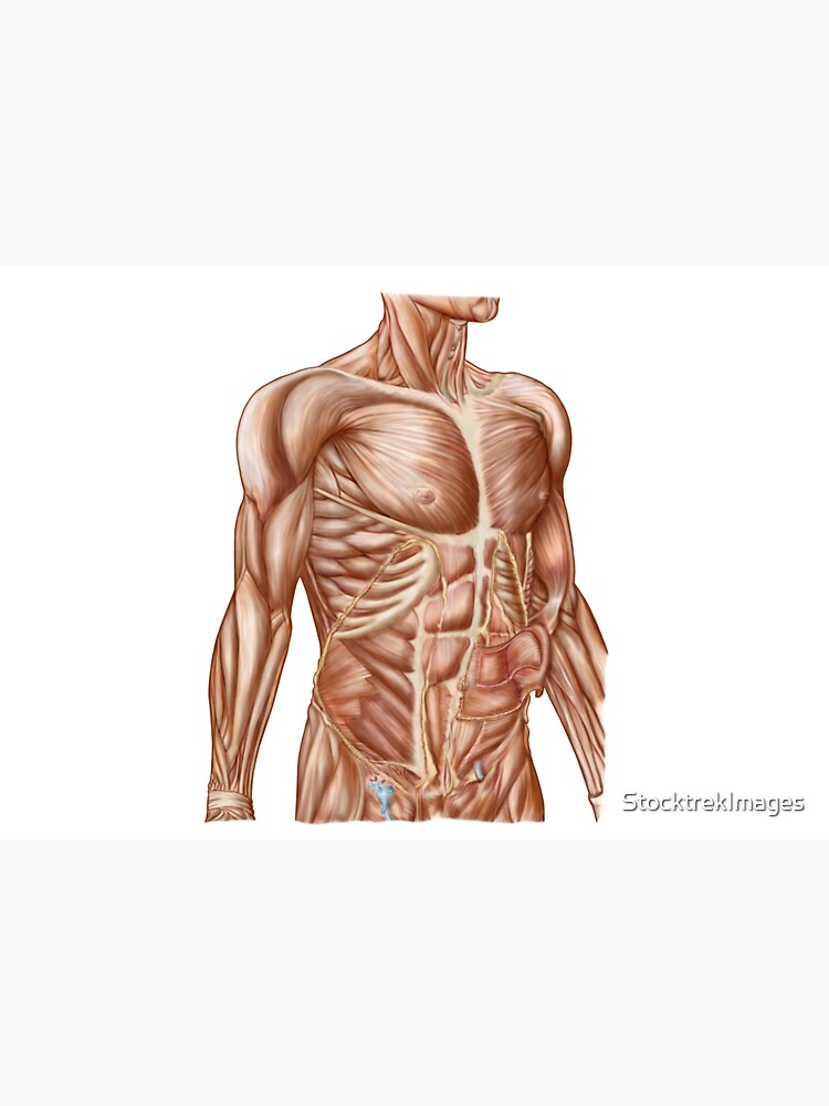 "Anatomy of human abdominal muscles." Sticker for Sale by ...