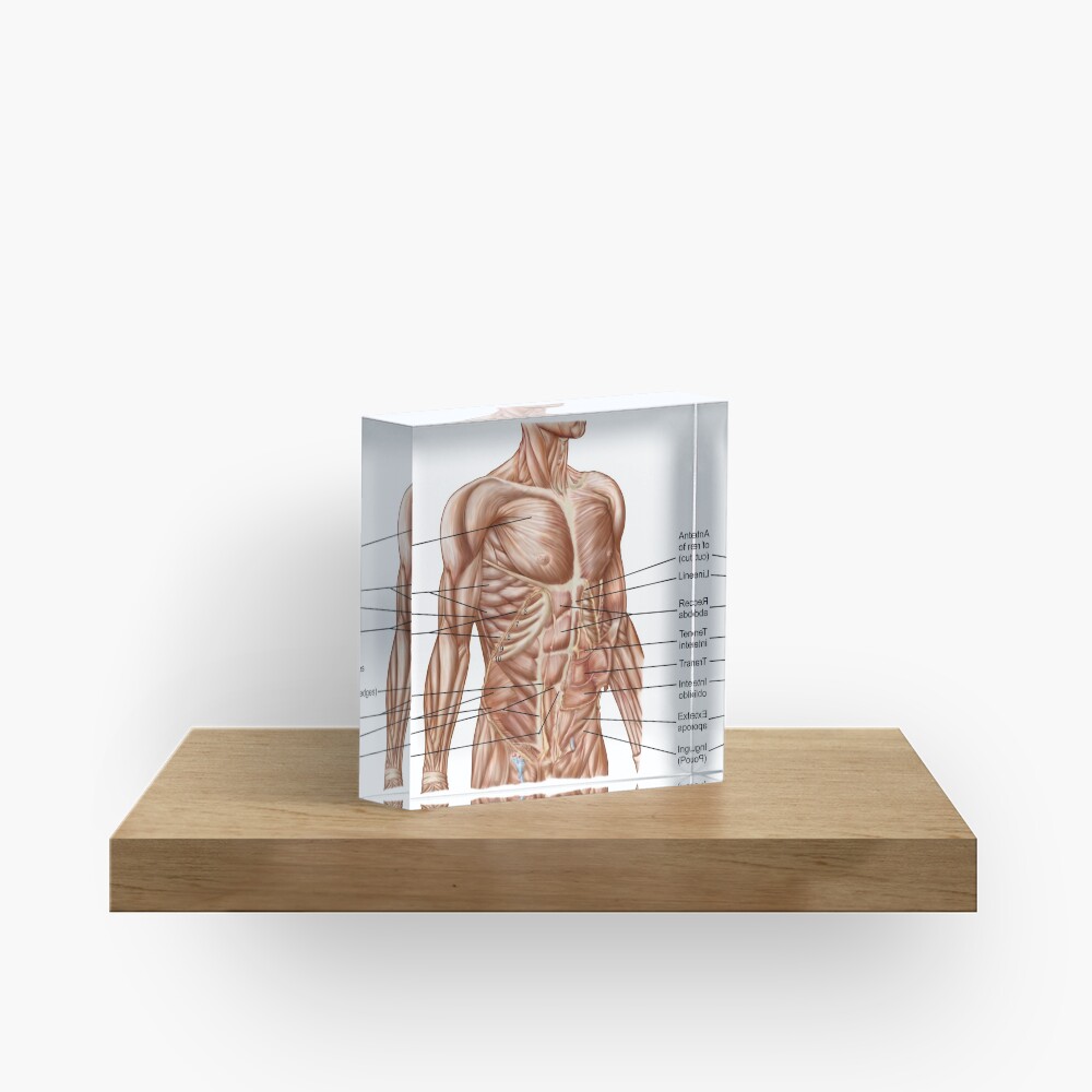 "Anatomy of human abdominal muscles." Sticker for Sale by ...