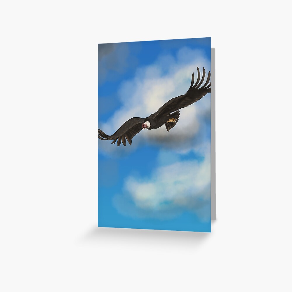 "Andean Condor (male) flying" Sticker for Sale by Julezdrawing | Redbubble