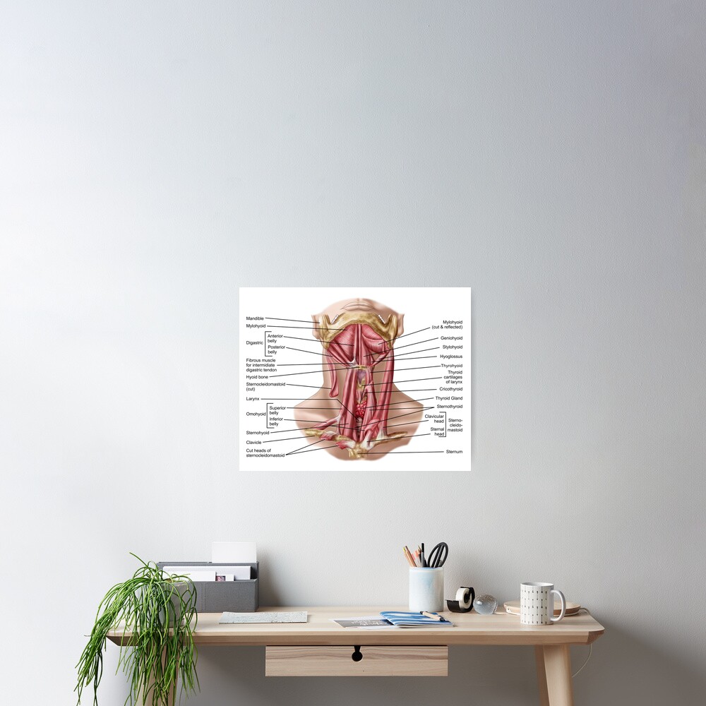 "Anatomy of human hyoid bone and muscles, anterior view." Poster by ...