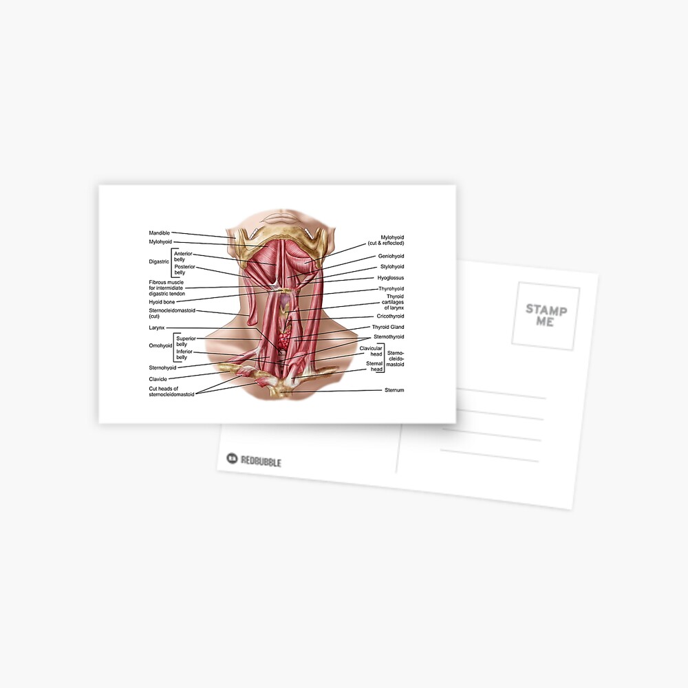 "Anatomy of human hyoid bone and muscles, anterior view." Sticker for ...