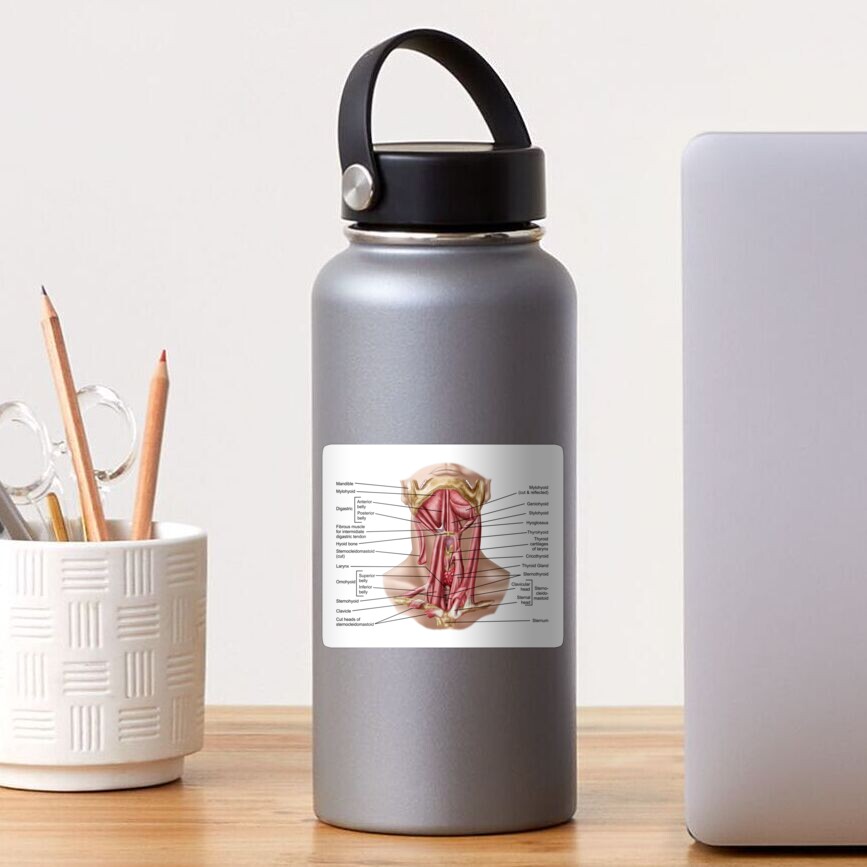 "Anatomy of human hyoid bone and muscles, anterior view." Sticker for ...