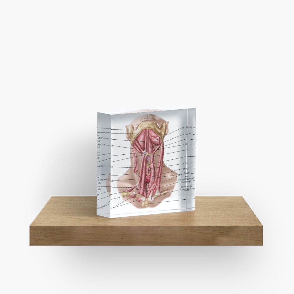 "Anatomy of human hyoid bone and muscles, anterior view." Sticker for ...