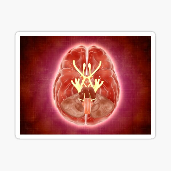 Cranial Nerves Stickers | Redbubble