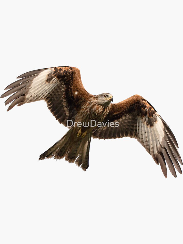 "Call of The Red Kite" Sticker by DrewDavies | Redbubble