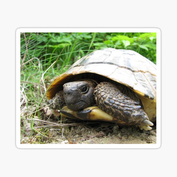 "Eastern Hermann's tortoise (Testudo hermanni boettgeri) Patrolling Our ...