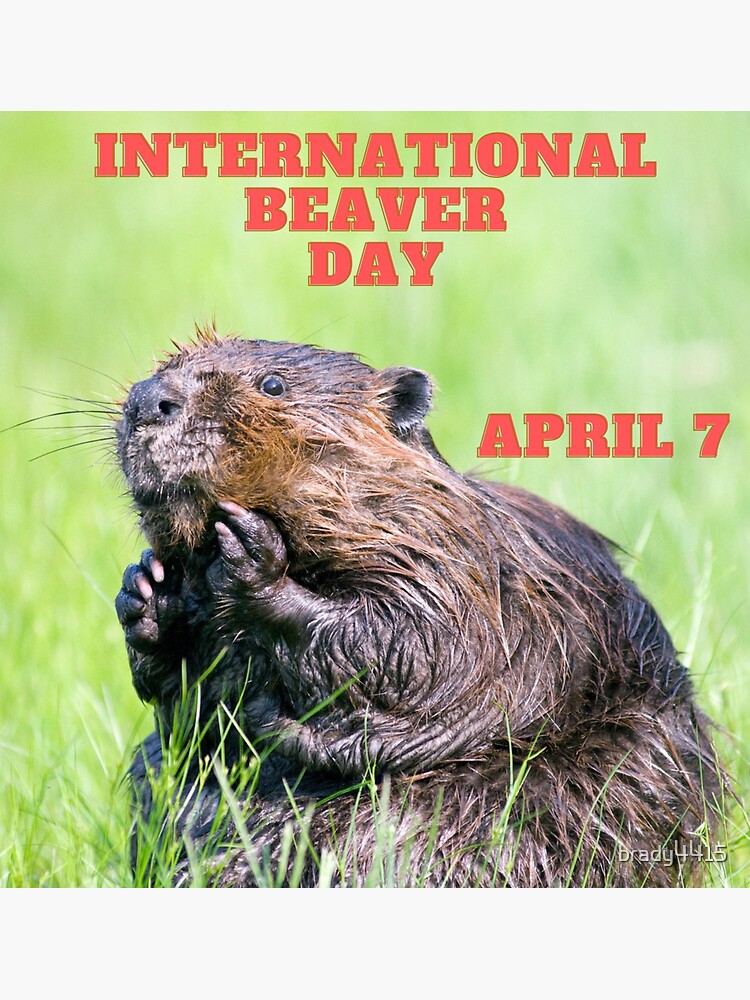 "International Beaver Day April 7" Sticker for Sale by brady4415 ...