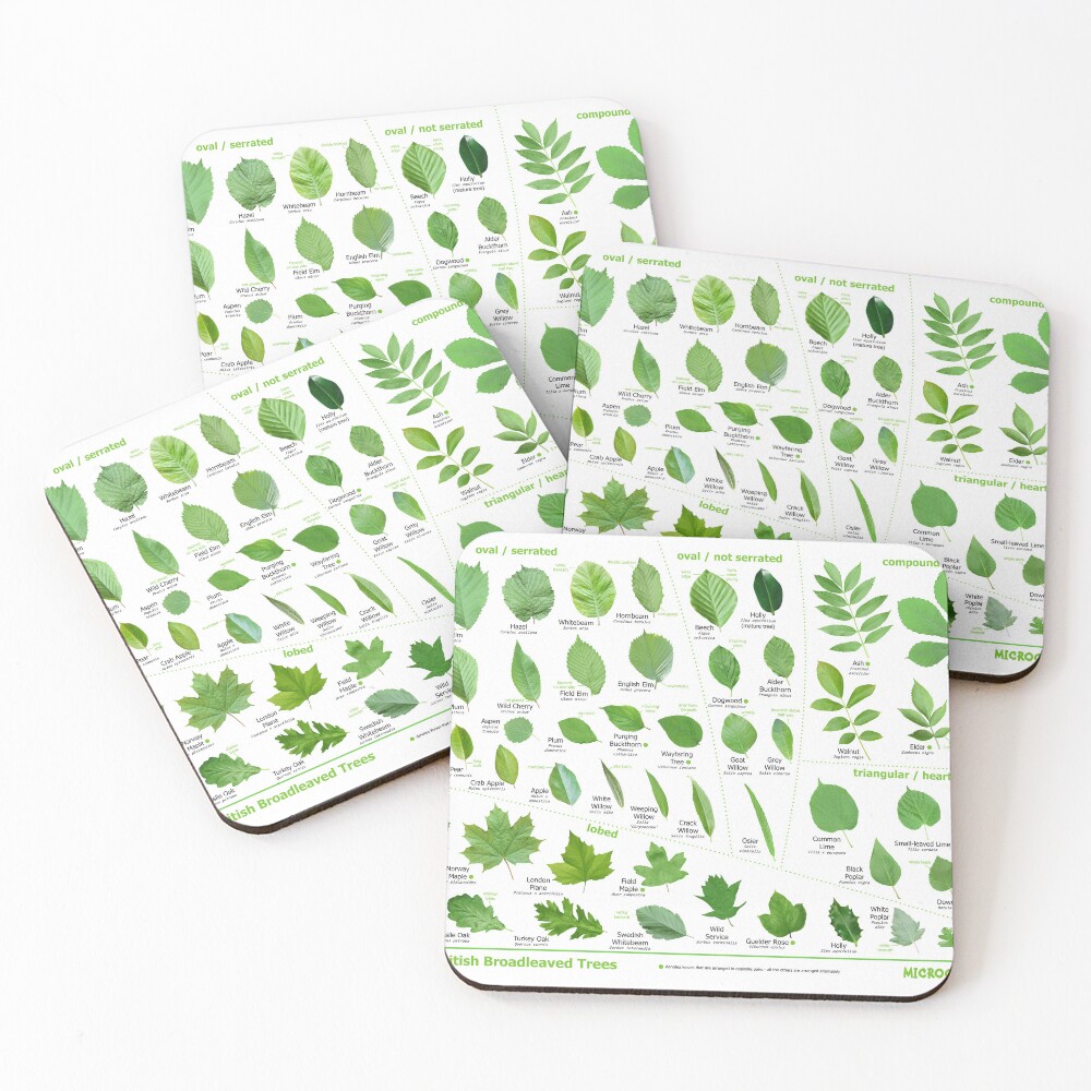 "Leaves of British Trees - identification poster" Poster for Sale by ...
