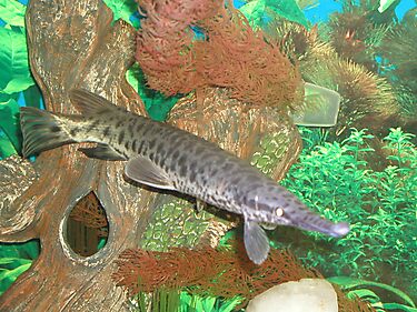 Fish Garp: Photographic Prints | Redbubble