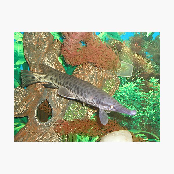 Fish Garp Photographic Prints | Redbubble