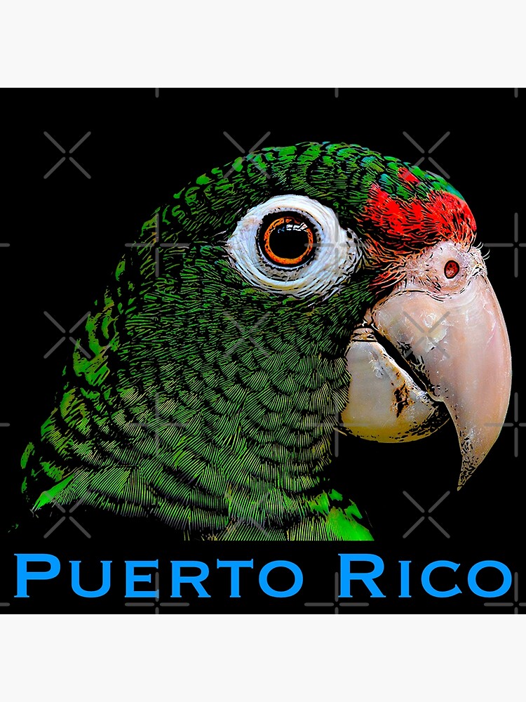 "Puerto Rican Parrot" Poster for Sale by liamaris | Redbubble