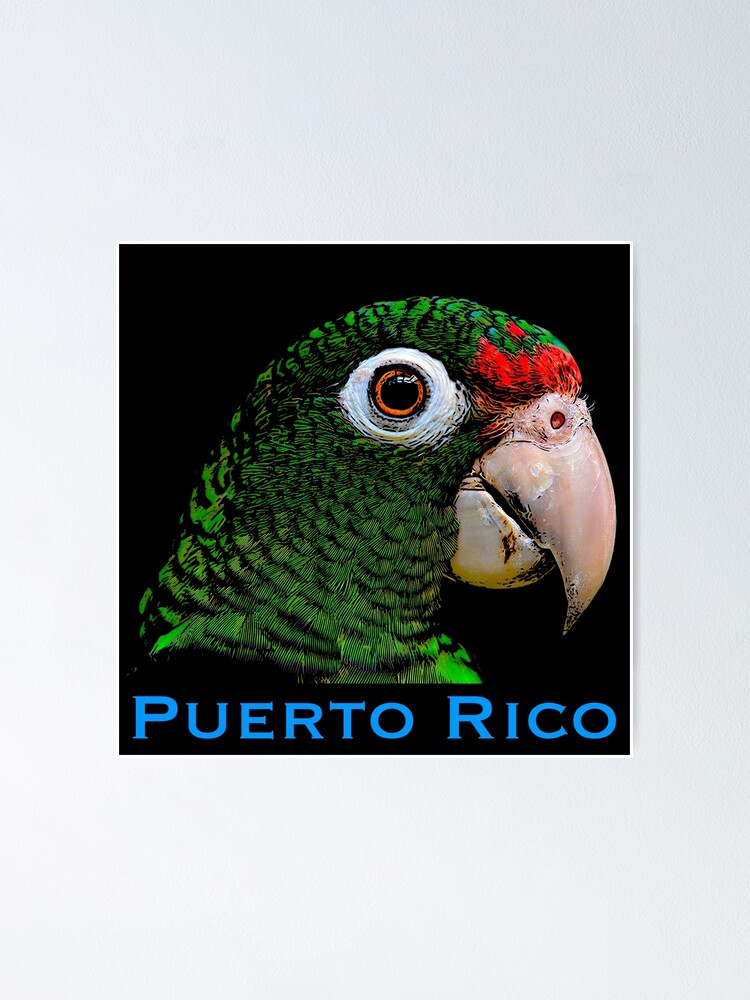 "Puerto Rican Parrot" Poster for Sale by liamaris | Redbubble