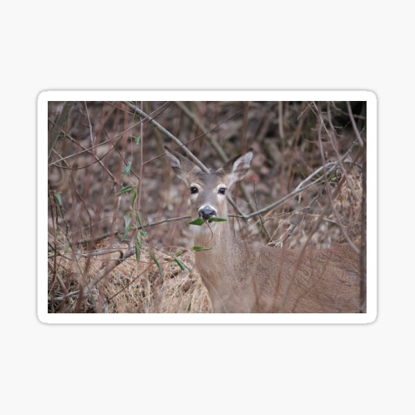 "White tailed Deer" Sticker by MelKowasic | Redbubble