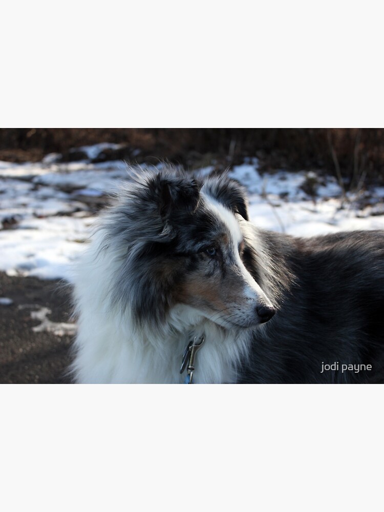 "Sammy " Sticker for Sale by JodiPaynePhoto | Redbubble