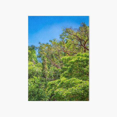 "Gumbo Limbo Trees" Art Board Print by Picturart | Redbubble
