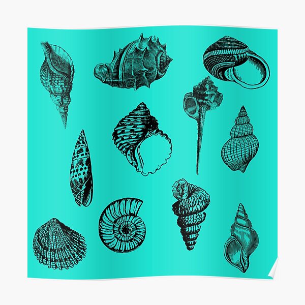 "Sea shells rustic design" Poster for Sale by Kaca-Ca | Redbubble
