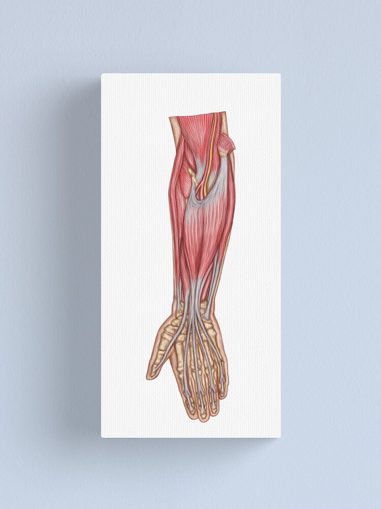"Anatomy of forearm muscles, anterior view, middle." Canvas Print for ...