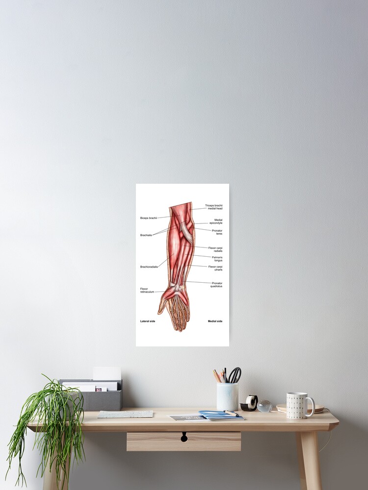 "Anatomy of human forearm muscles, superficial anterior view." Poster ...