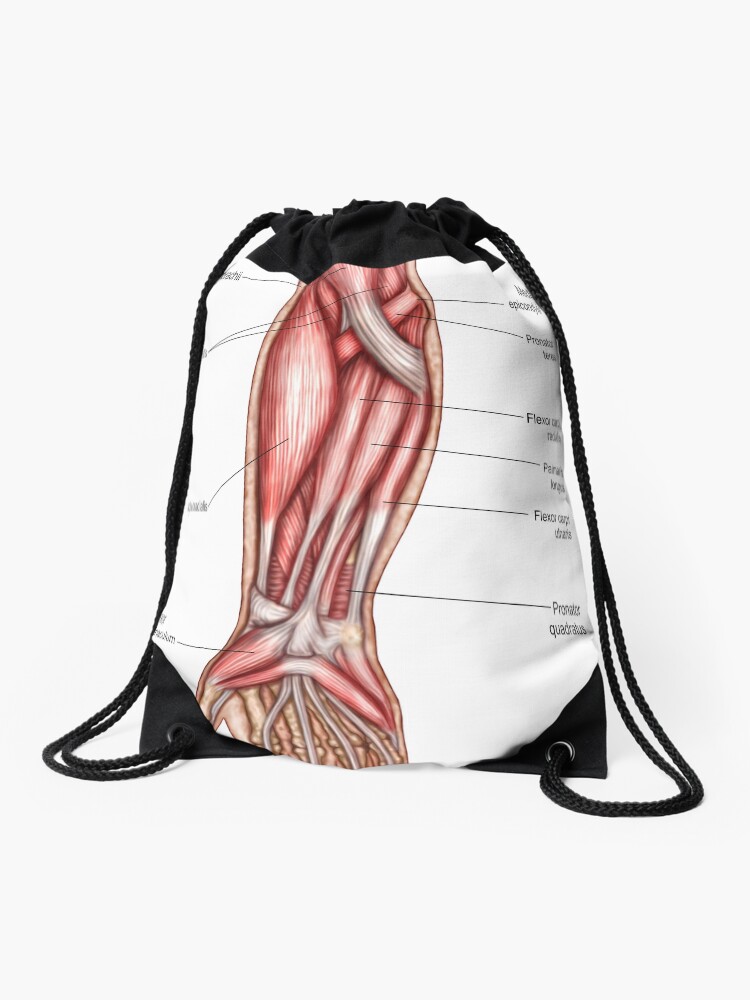 "Anatomy of human forearm muscles, superficial anterior view ...