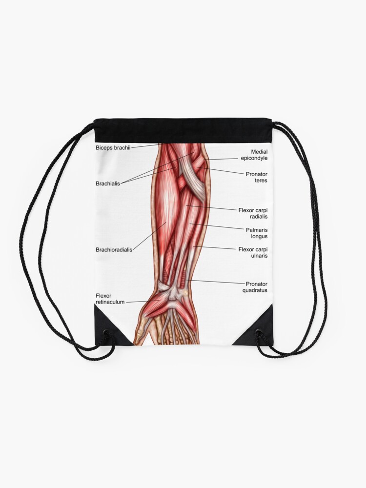 "Anatomy of human forearm muscles, superficial anterior view ...