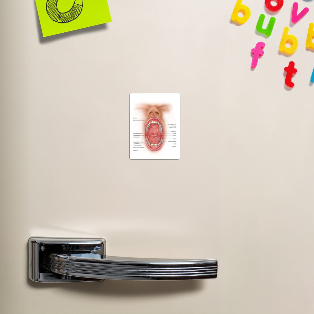 "Anatomy of human mouth cavity." Sticker for Sale by StocktrekImages ...