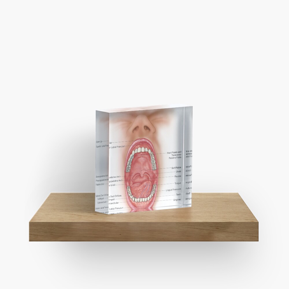 "Anatomy of human mouth cavity." Sticker for Sale by StocktrekImages ...