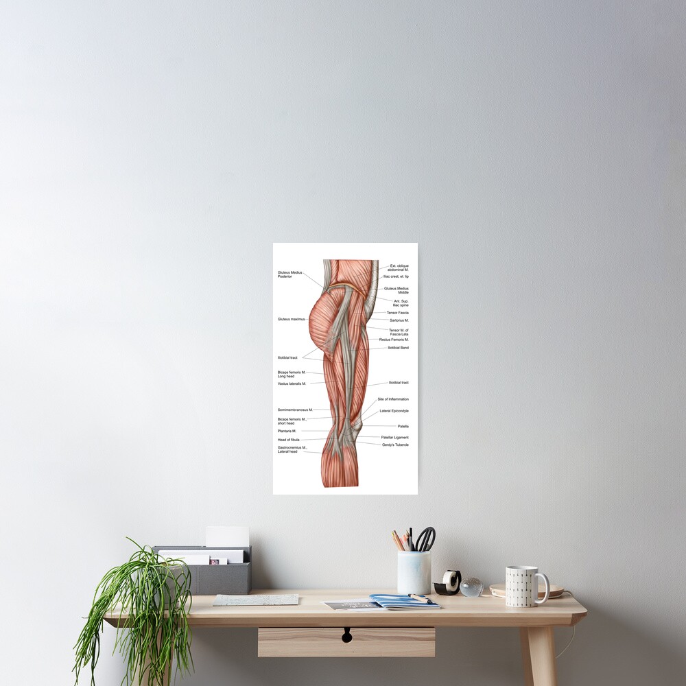 "Anatomy of human thigh muscles, anterior view." Photographic Print for ...
