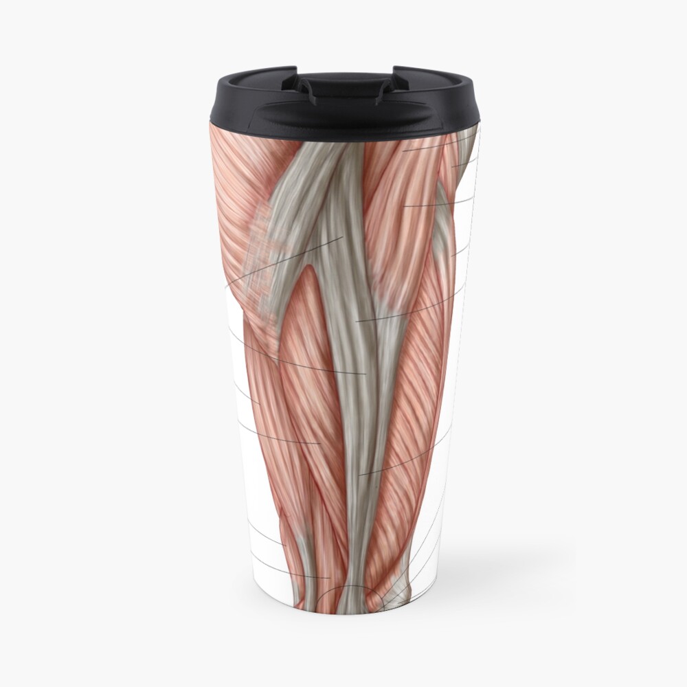 "Anatomy of human thigh muscles, anterior view." Travel Coffee Mug for ...