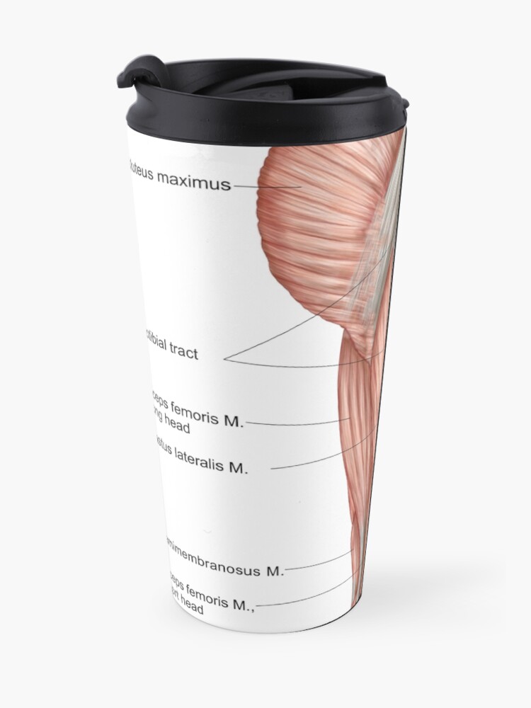 "Anatomy of human thigh muscles, anterior view." Travel Coffee Mug for ...