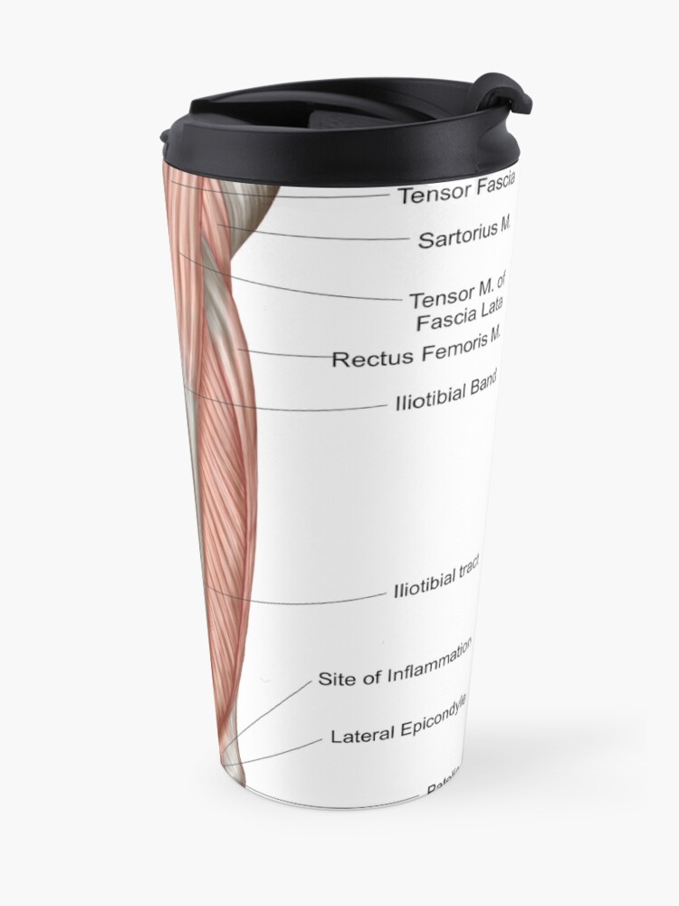 "Anatomy of human thigh muscles, anterior view." Travel Coffee Mug for ...