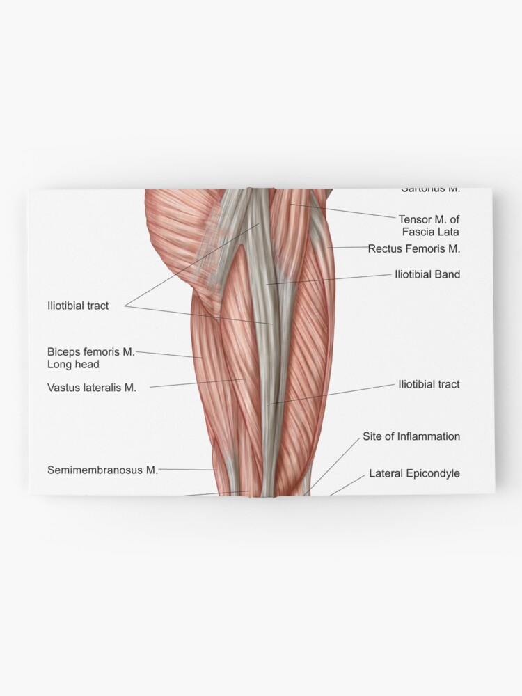 Cuaderno de tapa dura «Anatomía de los músculos del muslo humano, vista ...