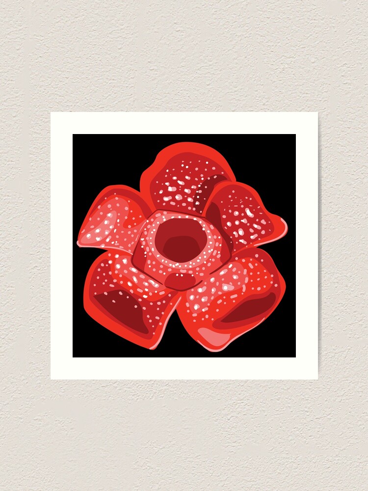 "corpse lily, flower, red, rare flower, nature, rafflessia, rafflesia ...