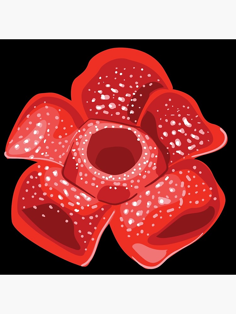 "corpse lily, flower, red, rare flower, nature, rafflessia, rafflesia ...