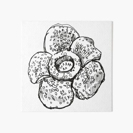 "corpse lily, flower, red, rare flower, nature, rafflessia, rafflesia ...