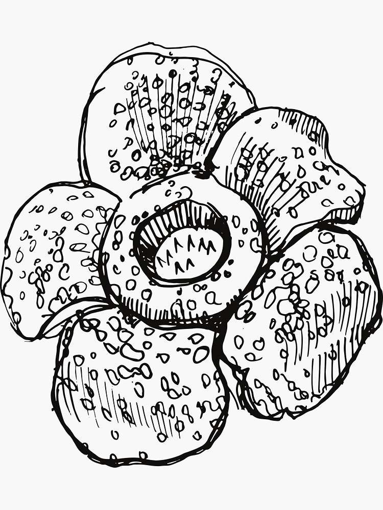 "corpse lily, flower, red, rare flower, nature, rafflessia, rafflesia ...