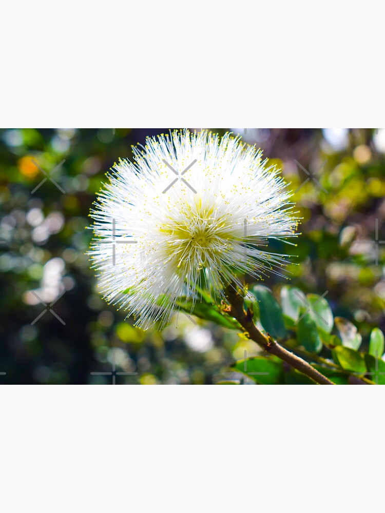"White Lehua Haole Blossom" Sticker for Sale by Inesite | Redbubble