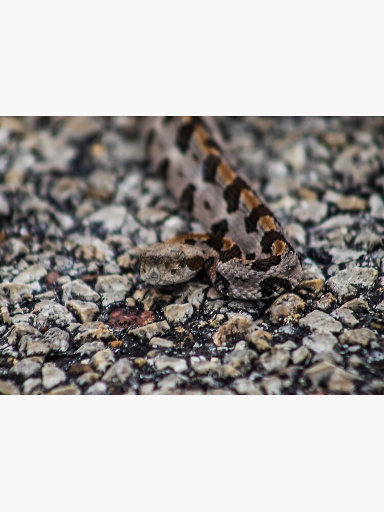 "Timber Rattlesnake (Danger Noodle)" Poster for Sale by PurteePhotos ...