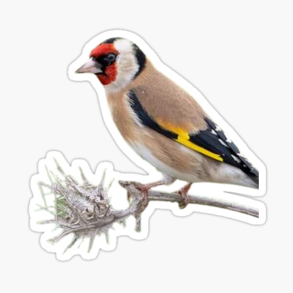 "goldfinch" Sticker by bougu18 | Redbubble