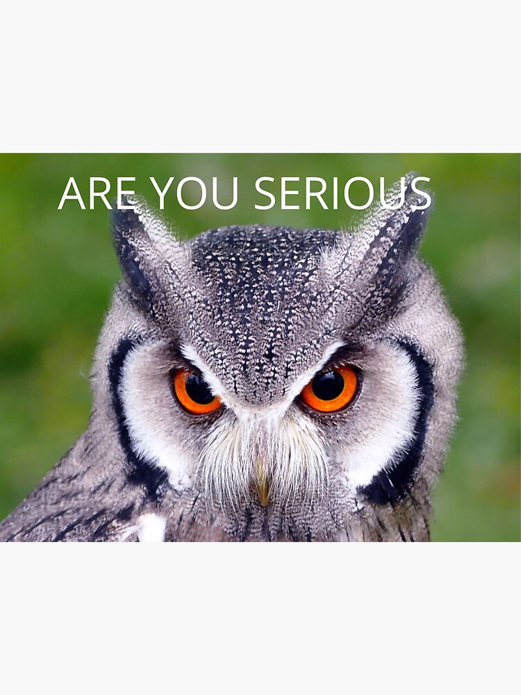 "Are you Serious Owl T-Shirts" Sticker by Wlloyd4848 | Redbubble