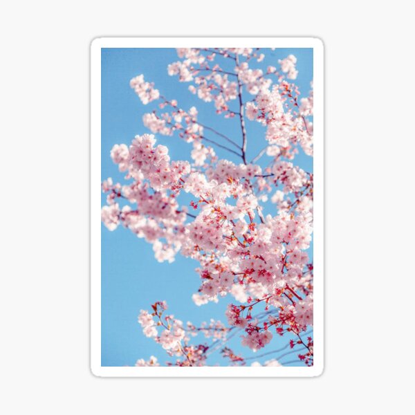 "sakura tree" Sticker by shifashion12 | Redbubble