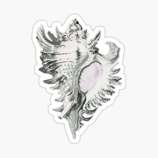 "Conch Shell" Sticker for Sale by KathteeDesign | Redbubble