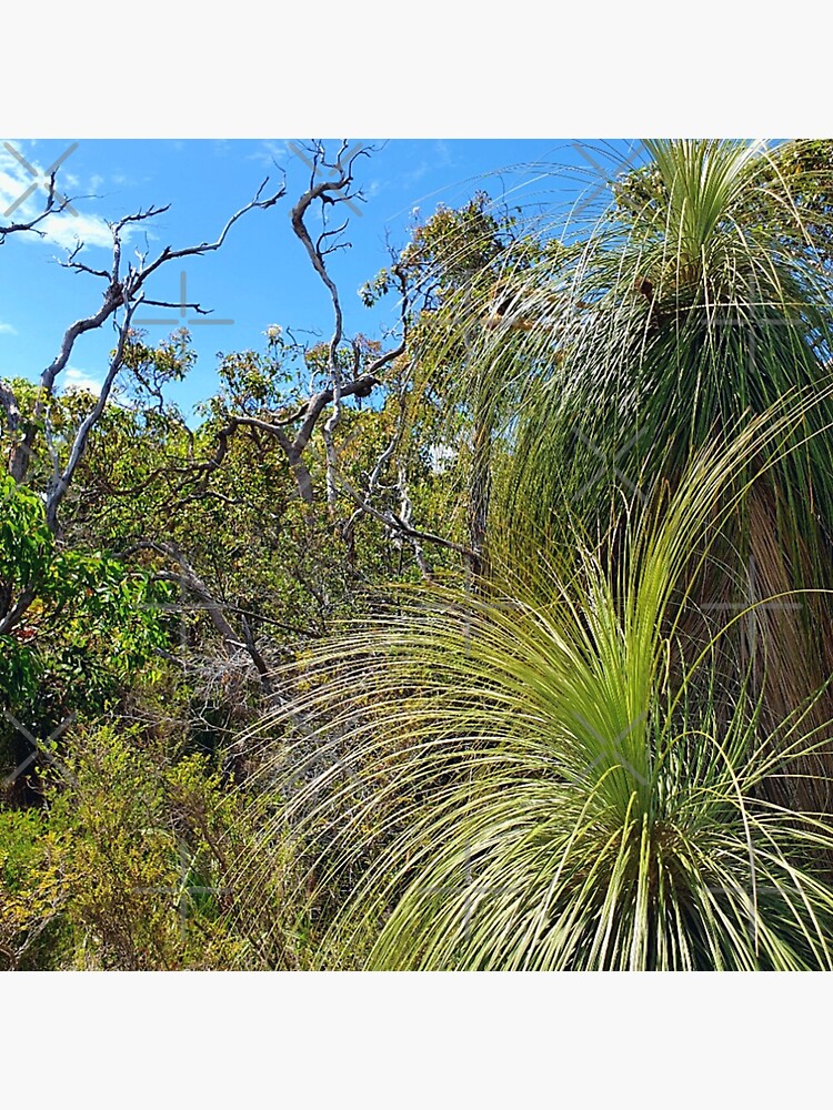 "Native Bush Designs - Australian Bush Collection Flora designs ...