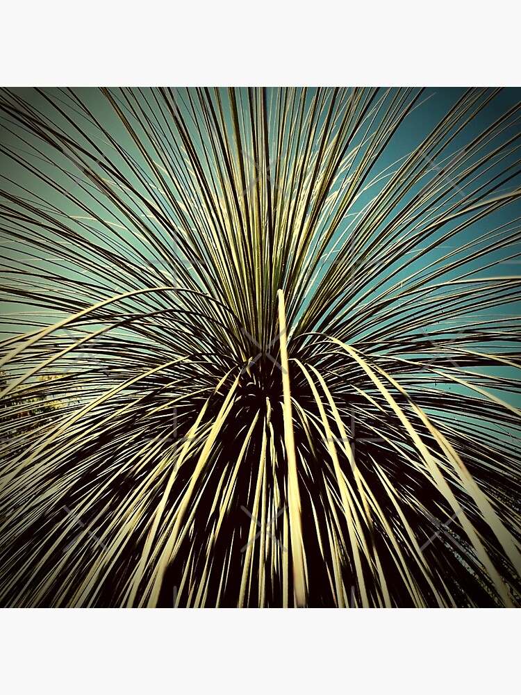 "Native Bush Designs - Australian Bush Collection Flora designs" Poster ...