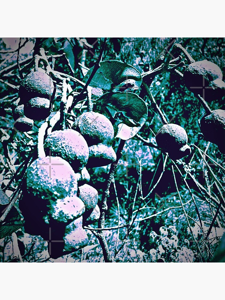 "Native Bush Designs - Australian Bush Collection Flora designs" Poster ...