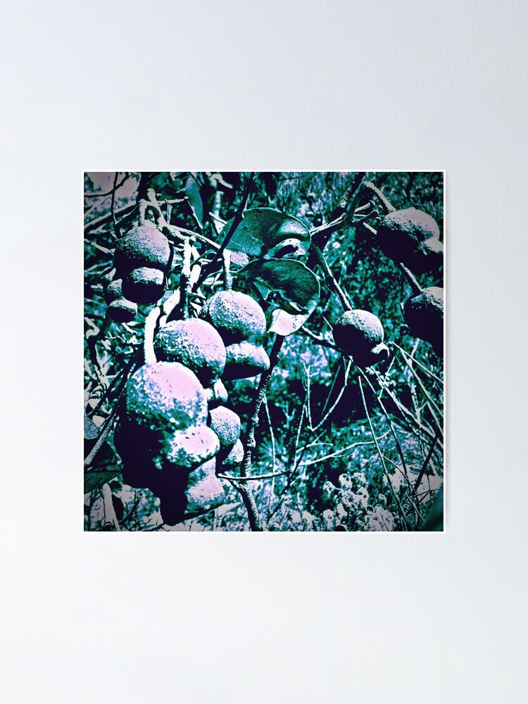 "Native Bush Designs - Australian Bush Collection Flora designs" Poster ...