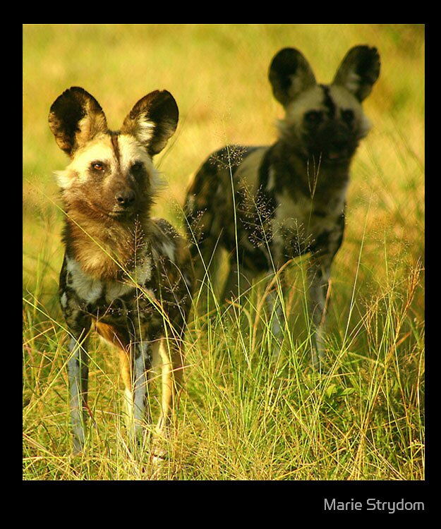 "African's Spotted Dog" by Marie Strydom | Redbubble