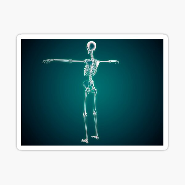 "Conceptual image of human skeletal system." Sticker for Sale by ...